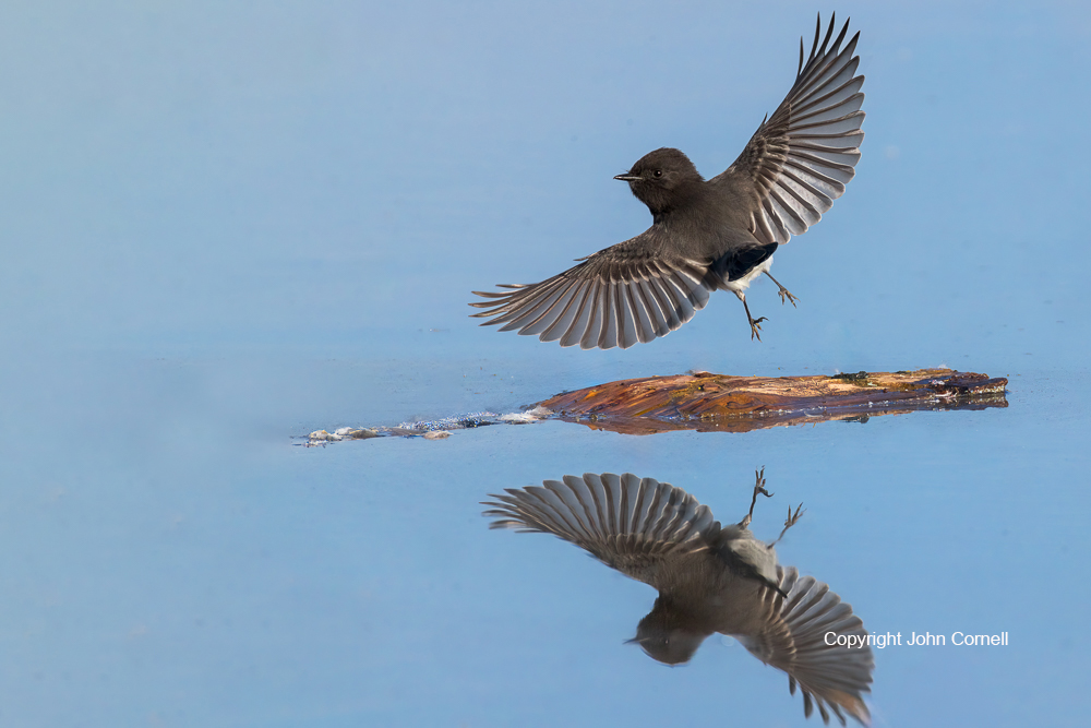 Cornell Nature Photography